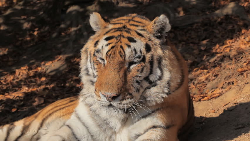 orange siberian tiger relaxing wild close-up Stock Footage Video (100% ...