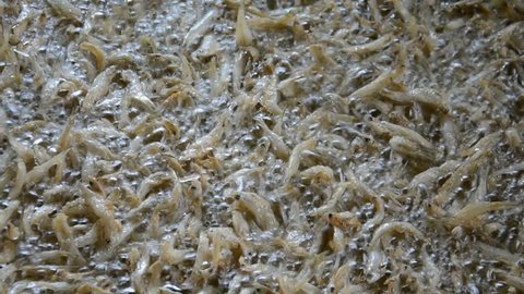 larvae on decaying remains hedgehog worms Stock Footage Video (100% ...