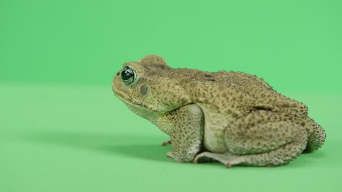 Cane Toad Rear View Stock Footage Video (100% Royalty-free) 18981244 ...