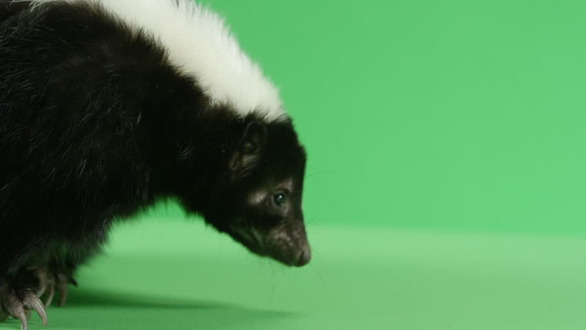 [skunk side profile on green screen]skunk Stock Footage Video (100% ...