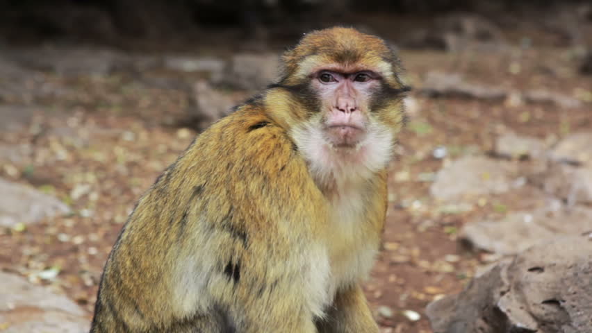 Monkey in Morocco, Africa Stock Footage Video (100% Royalty-free ...