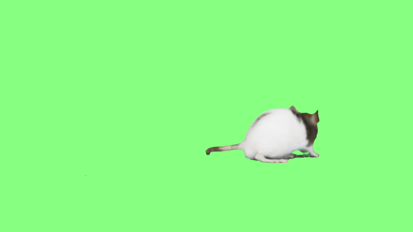 rat walking on green screen Stock Footage Video (100% Royalty-free ...
