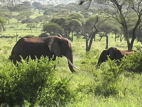 stallion covering mare herd semi-wild herds Stock Footage Video (100% ...