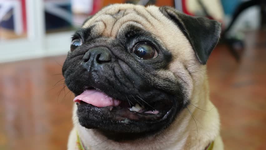 Close-up Face of Cute Pug Stock Footage Video (100% Royalty-free ...