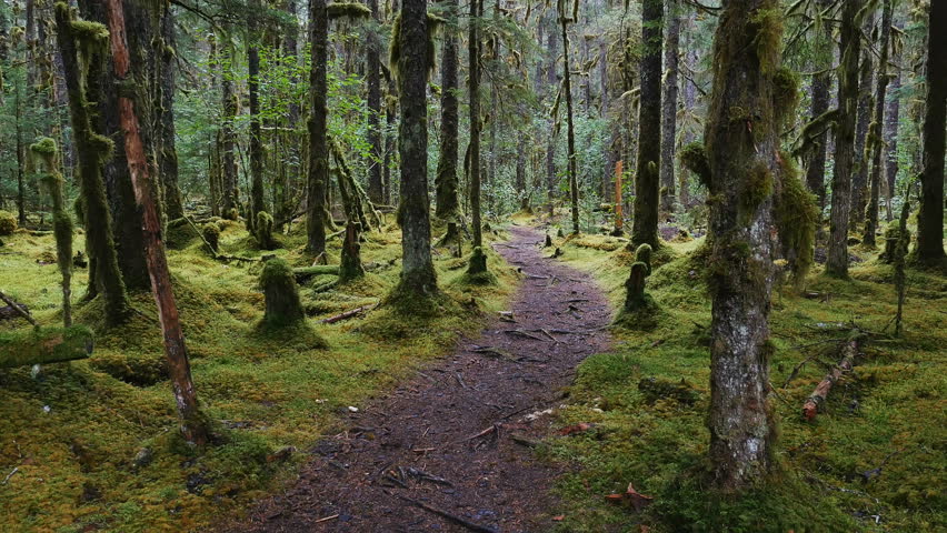 GROUND-PATHWAY Footage, Videos and Clips in HD and 4K - Avopix.com