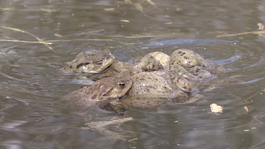 big group male common toads trying Stock Footage Video (100% Royalty ...