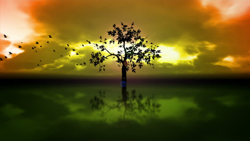 growing tree calm landscape nature environment Stock Footage Video (100 ...