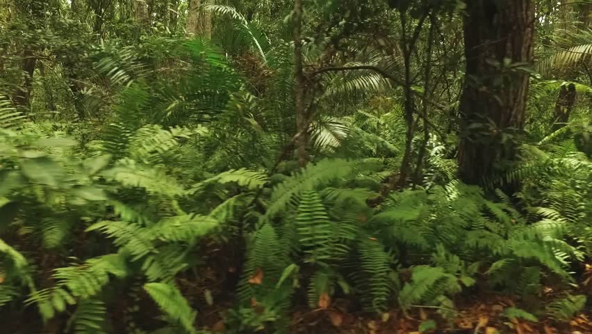 fern forest Stock Footage Video (100% Royalty-free) 19191808 | Shutterstock