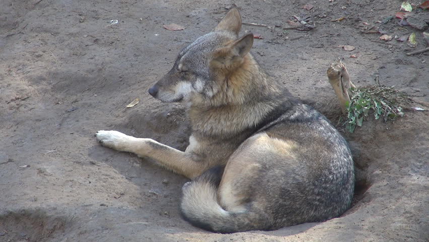 wolf walking relaxing Stock Footage Video (100% Royalty-free) 1920562 ...