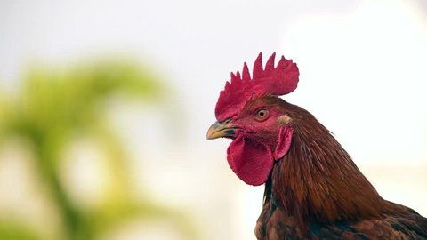 rooster crowing morning sound chicken crow Stock Footage Video (100% ...