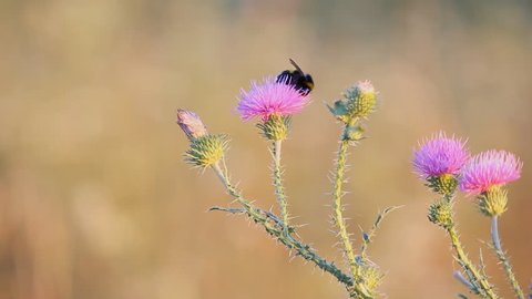 Flying Roisterer Work Stock Photo 571389769 | Shutterstock