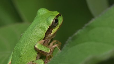 Japanese Tree Frog Hyla Japonica Stock Footage Video (100% Royalty-free ...