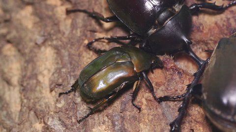 Drone Beetle Pseudotorynorrhina Japonica Feeding On Stock Footage Video ...