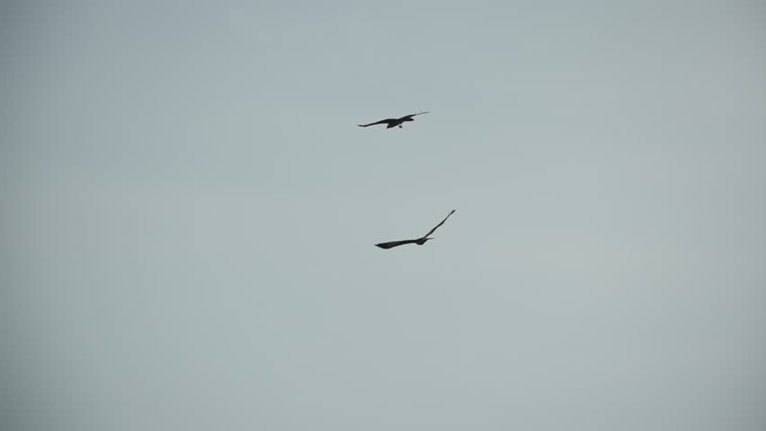 Two Eagles Flying Together Stock Footage Video (100% Royalty-free ...