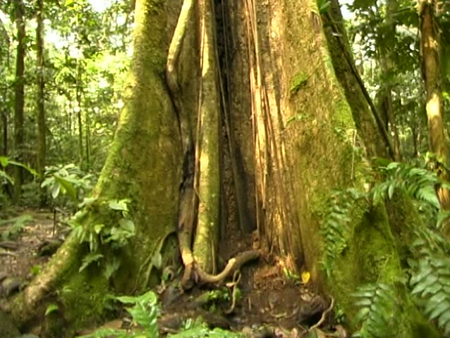pan trunk large rainforest tree canopy Stock Footage Video (100% ...