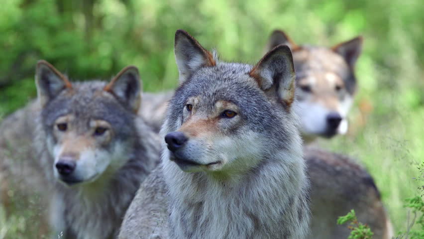Wolf Pack Watching Alerted in Stock Footage Video (100% Royalty-free ...