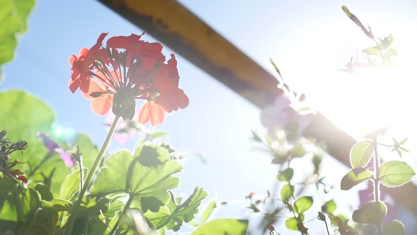 red flowers sunny color flower bed Stock Footage Video (100% Royalty ...