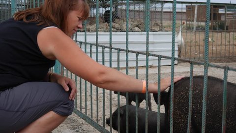 Young Woman Petting Pigs 4k Stock Footage Video (100% Royalty-free ...