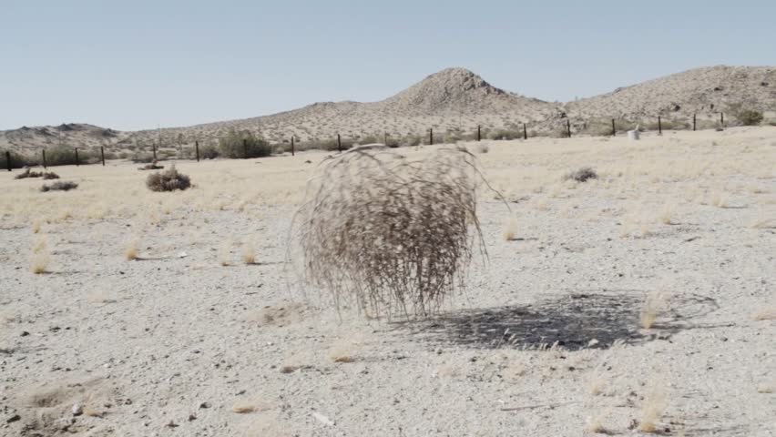 1,572 Tumbleweeds Stock Video Footage - 4K and HD Video Clips ...