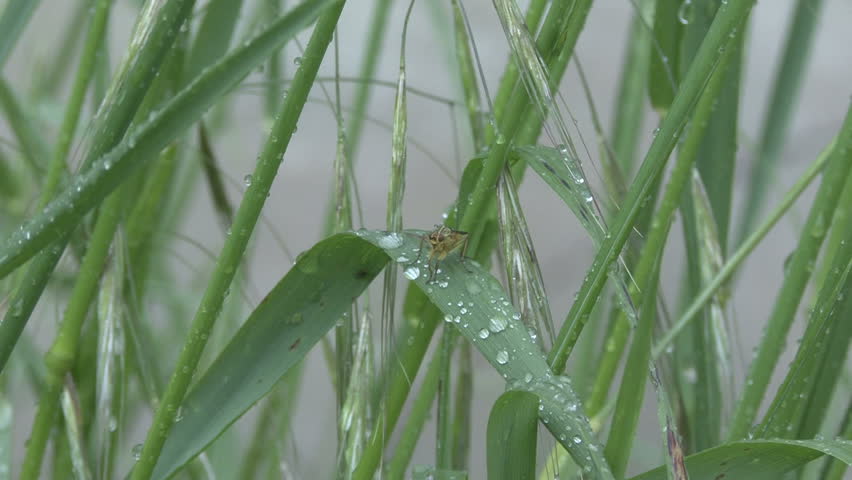 flying insect on wet grass hd Stock Footage Video (100% Royalty-free ...