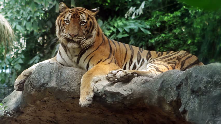 Epic Tiger Stock Footage Video (100% Royalty-free) 1931788 | Shutterstock