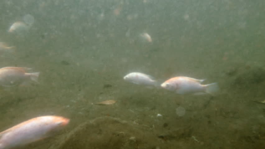 tilapia underwater turbid water fish farm Stock Footage Video (100% ...