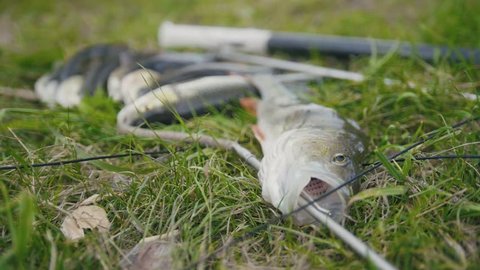 Freshwater Fish Grass After Underwater Hunting Stock Footage Video (100 ...