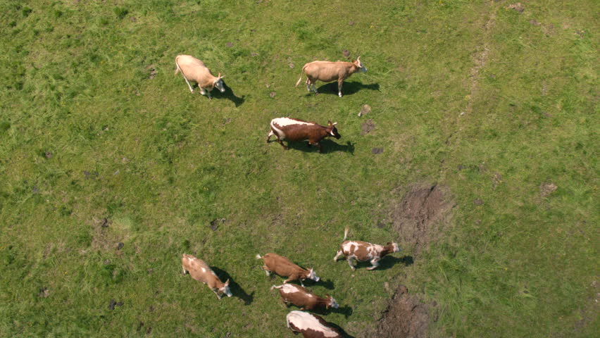 Aerial, Vertical - Cows Walking Stock Footage Video (100% Royalty-free ...