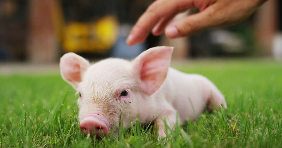 pig cute newborn standing on grass Stock Footage Video (100% Royalty ...