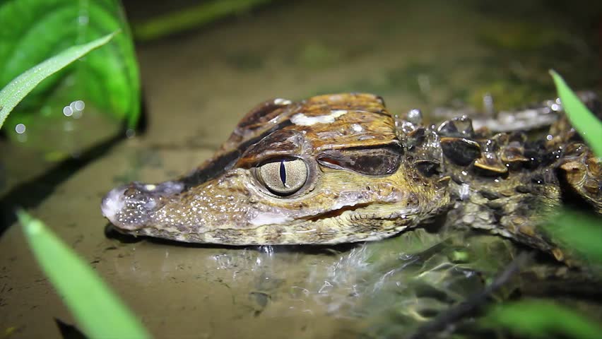 A Baby Smooth-fronted Caiman in Stock Footage Video (100% Royalty-free ...