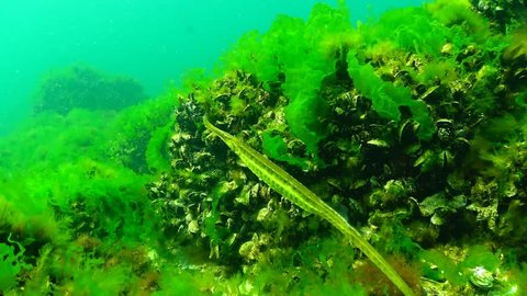 Shell Mite Oribatida Under Microscope Cymbaeremaeidae Stock Footage ...