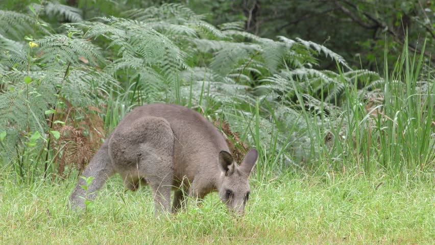 Eastern Grey Kangaroo Male Buck Stock Footage Video (100% Royalty-free ...