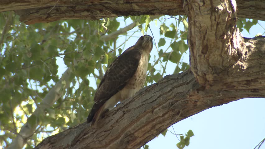 red-tailed hawk adult lone perched looking Stock Footage Video (100% ...