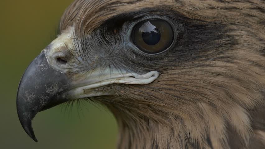 The Face of a Hawk Stock Footage Video (100% Royalty-free) 19422841 ...