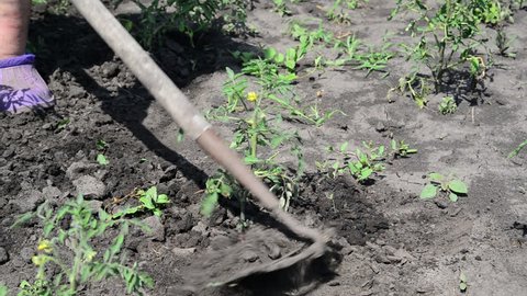 Gardener Weeding Tomatoes Using Hoes Stock Footage Video (100% Royalty ...