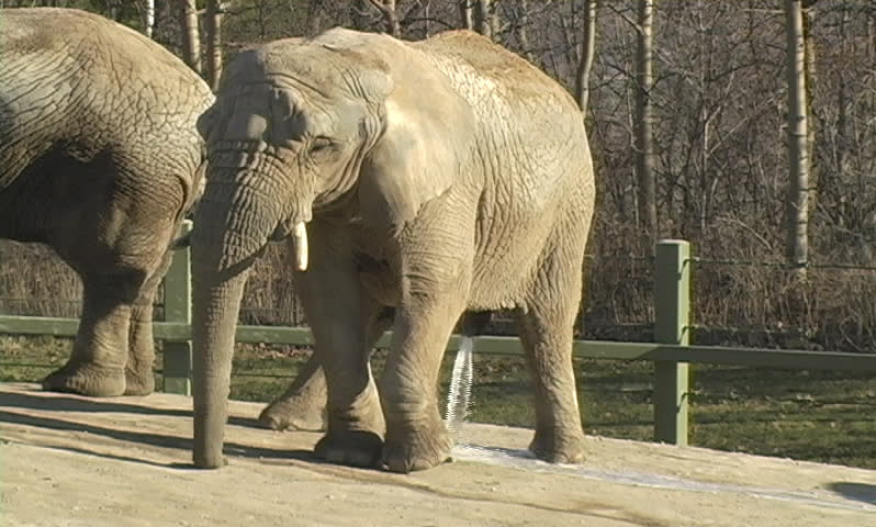 elephant peeing zoo Stock Footage Video (100% Royalty-free) 19430 ...