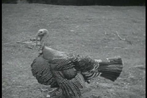 Flock Turkeys Includes Cock Hens Baby Stock Footage Video (100% Royalty ...