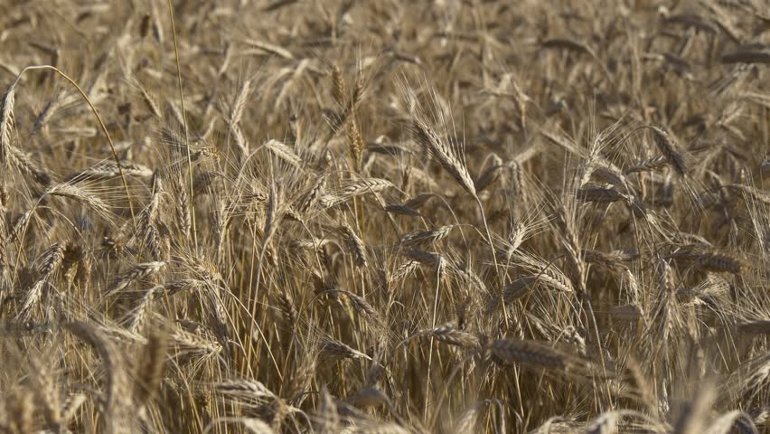 Golden Field of Wheat Moving Stock Footage Video (100% Royalty-free ...