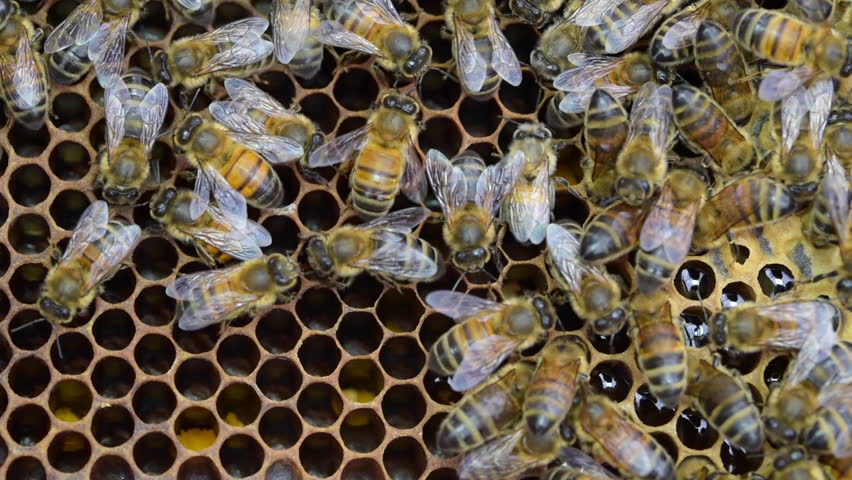 closeup many honey bees moving around Stock Footage Video (100% Royalty ...