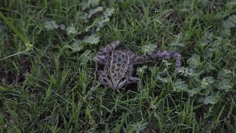 Injured Leopard Frog This Leopard Frog Stock Footage Video (100% ...