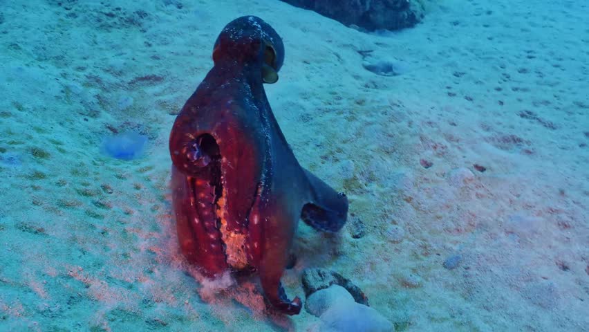 Octopus Hunting and Devouring a Stock Footage Video (100% Royalty-free ...