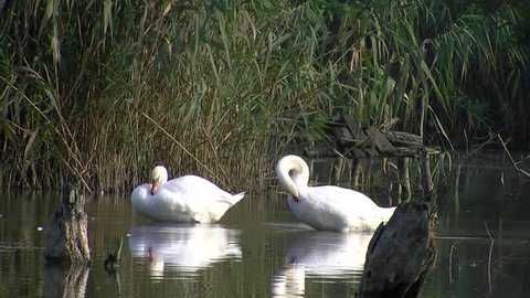 Swan Swimming Watersun Light Reflect Like Stock Photo (Edit Now) 1830426398