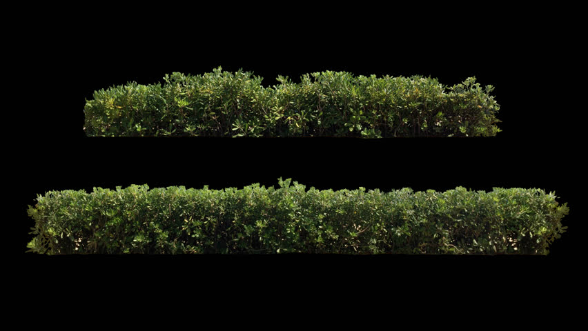 Short Bush Stock Video Footage - 4K and HD Video Clips | Shutterstock