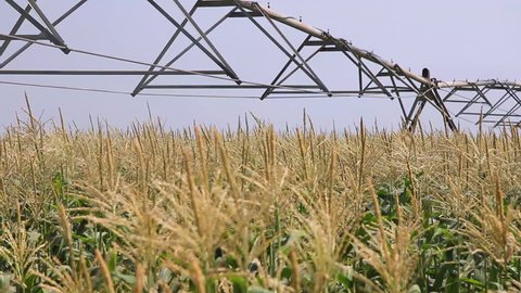 Irrigation Sweet Corn Field Stock Footage Video (100% Royalty-free ...