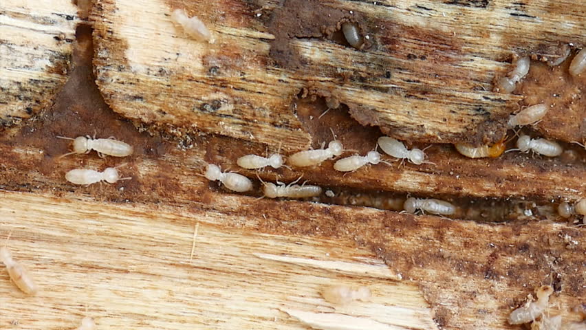 Termites Stock Footage Video (100% Royalty-free) 19669996 | Shutterstock