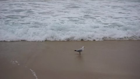 Seagull Play Water Beach Stock Footage Video (100% Royalty-free ...