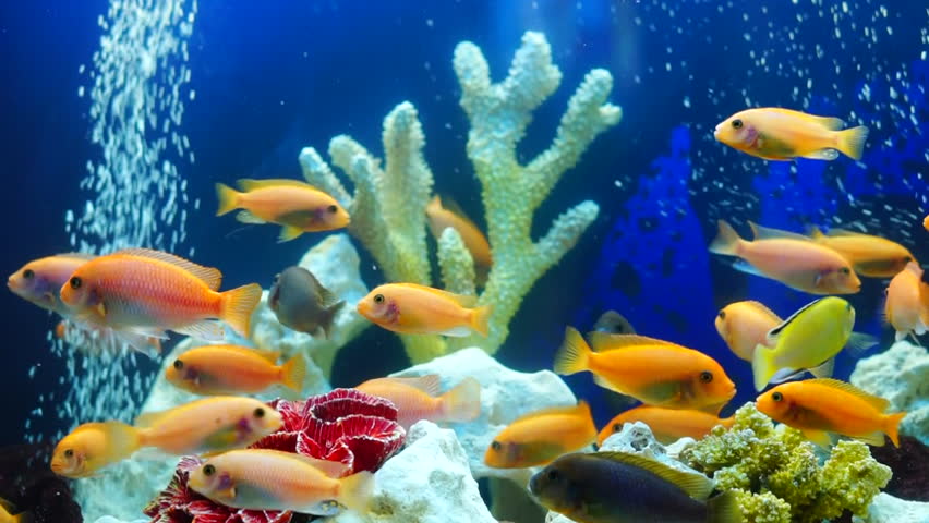 blue aquarium background calm fish swim Stock Footage Video (100% ...