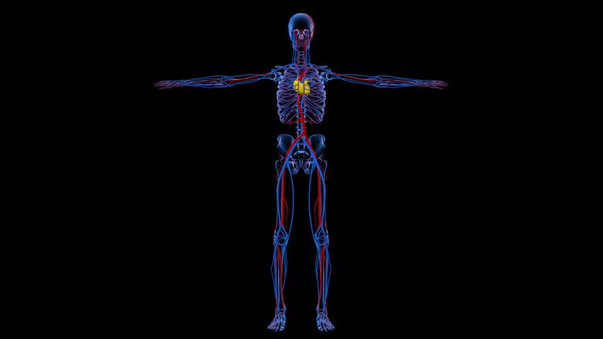 Full Body Medical Footage with Stock Footage Video (100% Royalty-free ...