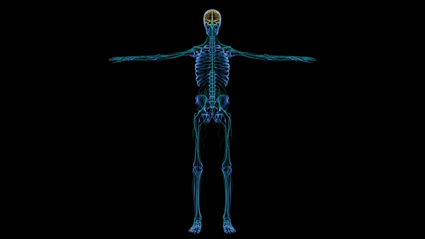 Full Body Medical Footage with Stock Footage Video (100% Royalty-free ...