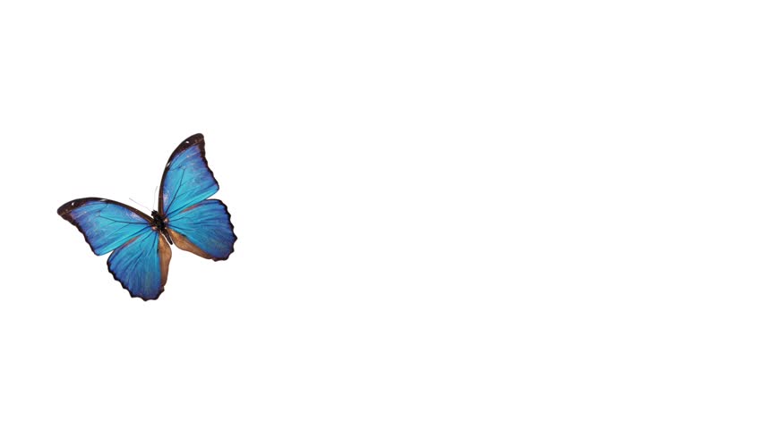 butterfly animation on white background Stock Footage Video (100% ...